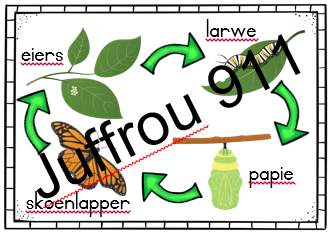 Die lewensiklus van 'n skoenlapper - Juffrou 911